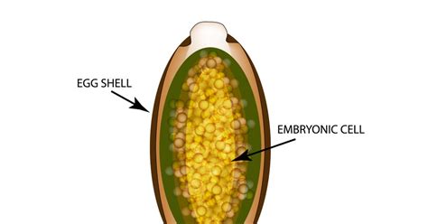 Whipworm Infections Causes Symptoms And Treatments Facty Health