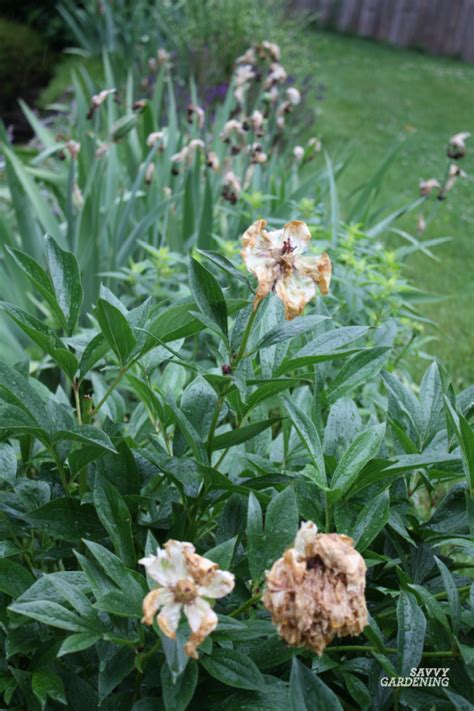 Fertilizing Peonies For Sturdier Stems And Bigger Blooms
