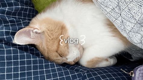 Vlog 고양이 일상 브이로그 말 없는 주인과 귀여운 고양이의 소박한 하루 🍠 Youtube