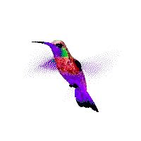Hummingbird Sticker Hummingbird Discover And Share S