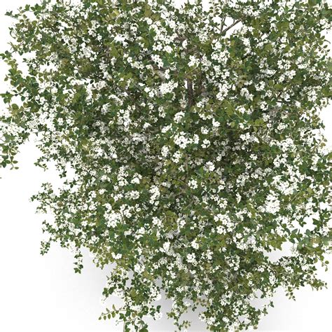 Pear Tree Flowering 3d Model