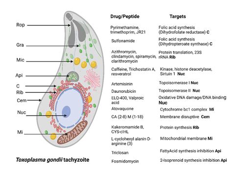 T Gondii Tachyzoite Drug Targets Rop Rohptry Gra Dense Granule Download Scientific