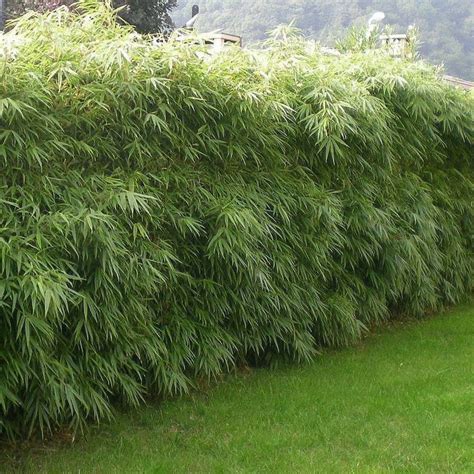Bamboe Fargesia Nitida Great Wall Met Groeigarantie Artofit