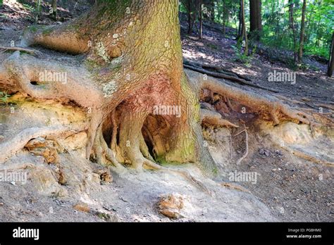 Tree Roots Sticking Out Of The Ground Rows Of Trees In The Park With Roots Sticking Out Of The