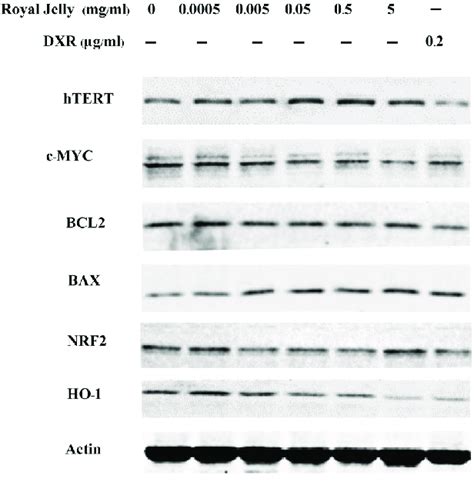 Representative Western Blot Analysis Of Htert C Myc Bcl2 Bax Nrf2