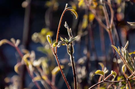 Clematis Unterpflanzung Ideen F R Stauden Gr Ser