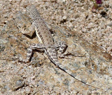 Zebra Tailed Lizard Facts And Pictures