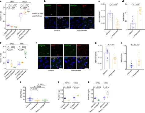 The Oligodendrocyte Lineage Is Proportionally Altered In Human
