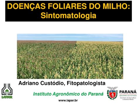 Pdf DoenÇas Foliares Do Milho Sintomatologiamanejo Integrado De