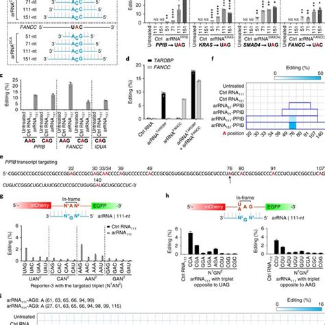 Leveraging Endogenous Adar1 Protein For Targeted Rna Editing A
