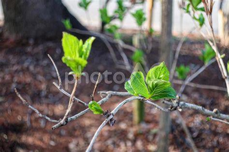 ハコネウツギの新芽 No 4671347｜写真素材なら「写真ac」無料（フリー）ダウンロードok