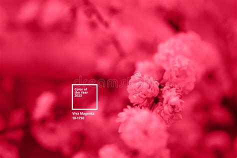 Close Up Almond Flowers Colored In Viva Magenta Color Of The Year