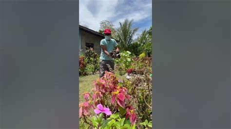 Gemilina Seedlings Youtube