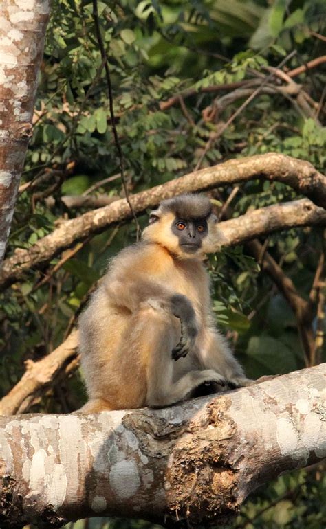 Trachypithecus Pileatus Tenebricus Tenebrous Capped Langur — Coke Smith