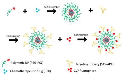 Schematic Structure Of The Cy7 Labeled Apt Nps And Their Preparation Steps Download