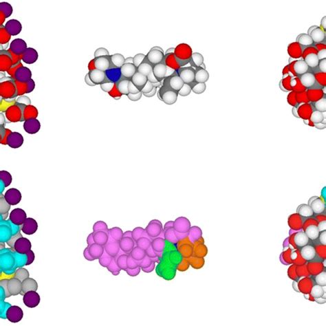 Corey Pauling Koltun Cpk Molecular Models Of Sugammadex Rocuronium