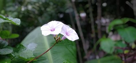 Flower Tree Bd Free Photo On Pixabay Pixabay