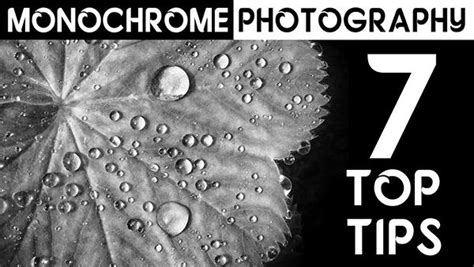 7 Tips For Shooting And Editing Great Bandw Wildlife And Nature Photos Video Shutterbug