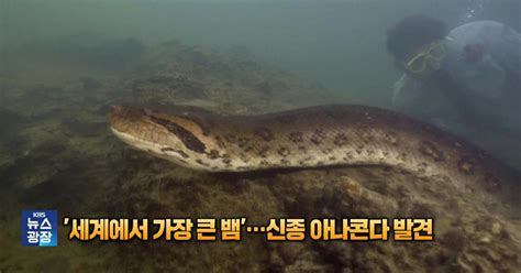 잇슈 Sns ‘세계에서 가장 큰 뱀신종 아나콘다 아마존에서 발견