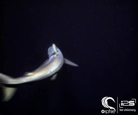 [video] I2s Orphie On Linkedin Deepwater Subsea Camera Offshore Rov