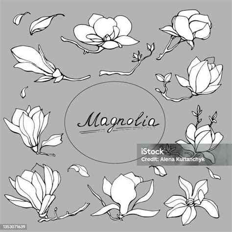 Bunga Magnolia Ilustrasi Yang Digambar Tangan Clipart Vektor Ilustrasi
