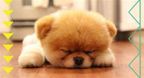 What Puppies Dont Grow
