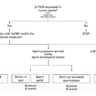 Flow Chart Of The Experimental Design After Confirmation Of Download Scientific Diagram