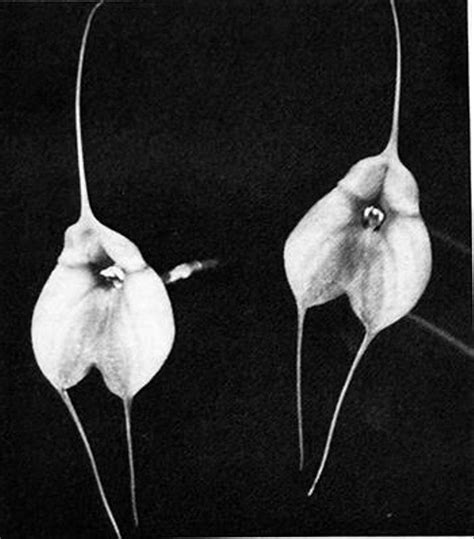 Masdevallia