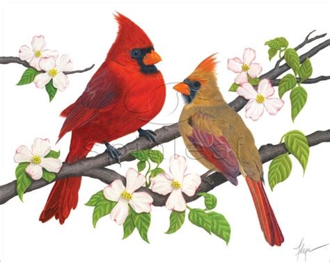 Cardinal Art Print 2 Cardinal Birds On Branches Illustration