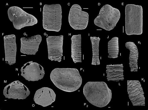 Unassigned Small Shelly Fossils From Wadi Zerqa Ma In Section