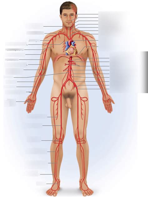 Major Arteries Diagram Quizlet