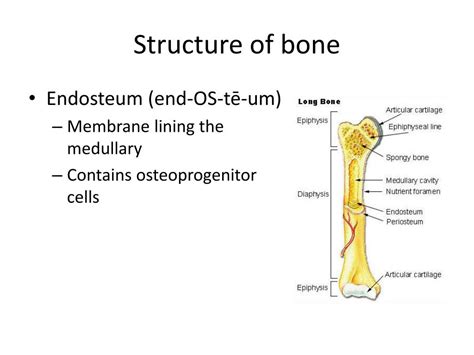Ppt Functions And Structure Of Bones Powerpoint Presentation Free Download Id 1930309