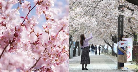올해 여의도 봄꽃길은 당첨자만 관람 가능하다 위키트리