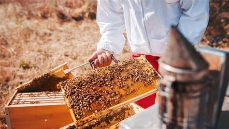 How To Split A Beehive Without A Queen
