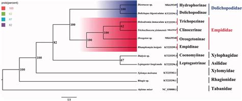 Bayesian Phylogenetic Tree Of 11 Diptera Species The Posterior