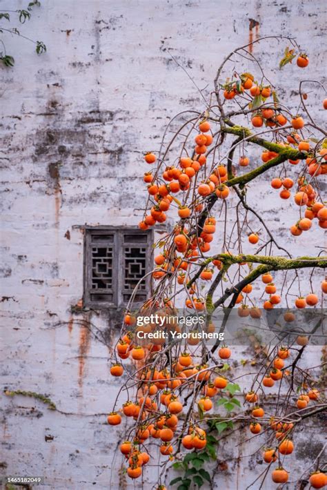 Persimmon Tree Against Chinese Ancient Anhui Style Building High Res