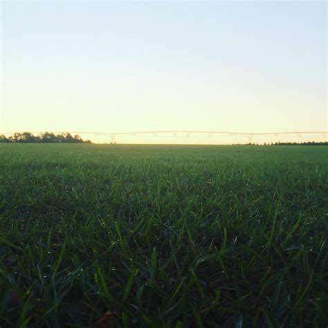Should You Consider Hydroseeding For Your Lawn Artofit