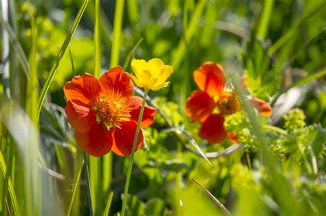 Wildflower Red Flora Free Photo On Pixabay Pixabay
