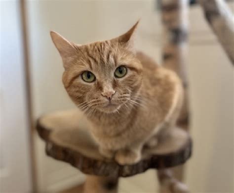 Lala The Cat Is Looking For A New Home In The Montréal Area