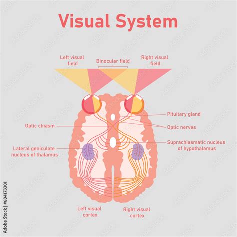 The Human Visual System Pathway The Visual Pathway From The Eye To The Brain Right And Left