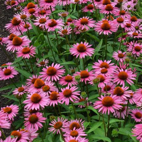 Эхинацея Пика Белла (Echinacea Pica Bella) купить в Москве по низкой ...