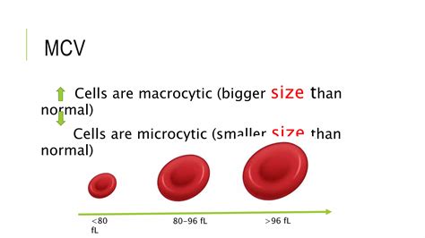 Topic 12 Rbc Indicespptx