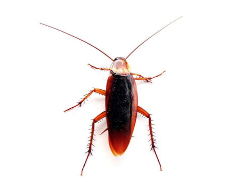 100 Cockroach Wallpapers