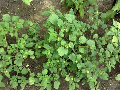 Ground Cherry Aunt Mollys Seeds Certified Organic Garden Hoard