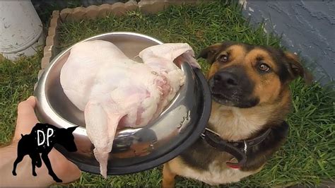 Pitbull Mix Eating Whole Raw Chicken Raw Dog Food Youtube