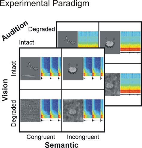 Experimental Paradigm In A Visual Selective Attention Paradigm Download Scientific Diagram