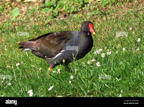 Gallineta común en un prado en busca de comida Este es un ave común