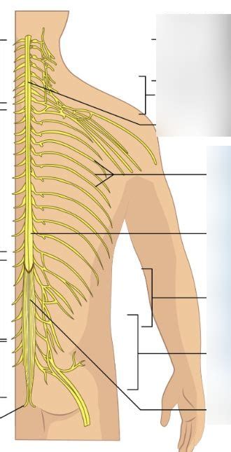 Ex 13 3 Nerve Plexuses Diagram Quizlet