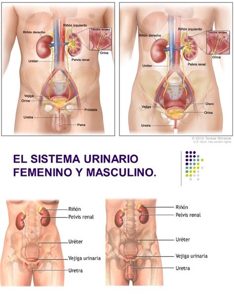 Conociendo Mi Cuerpo Sistema Urinario Sistemas Del Cuerpo Urinarios Images
