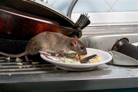 Health Risks Spread By Rats Dewey Pest And Termite Control